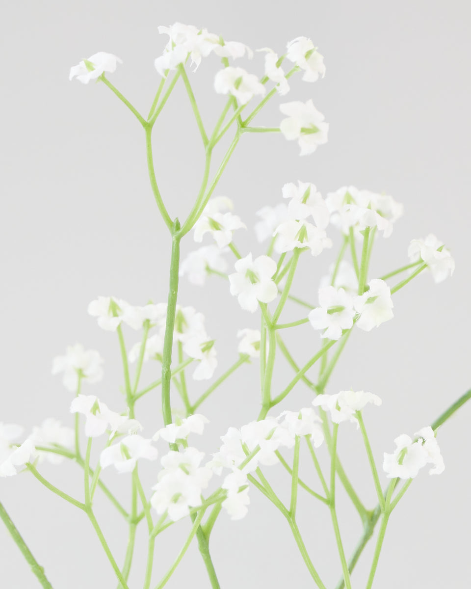 GYPSOPHILA x 4 WHITE 67CM - 5479 (Box of 24) – Reliance Trading Corporation